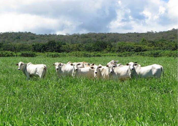 Notícias | AGN - Associação Goiana do Nelore